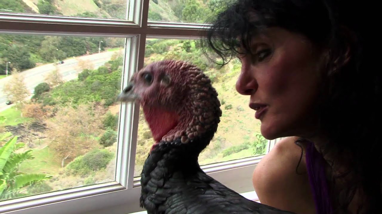 Turkey Rescue 2011 - YouTube