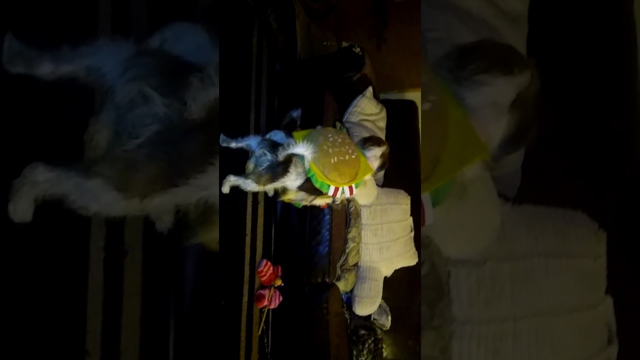 Burger VS Hot Dog. Puppie fight.. Cute - YouTube