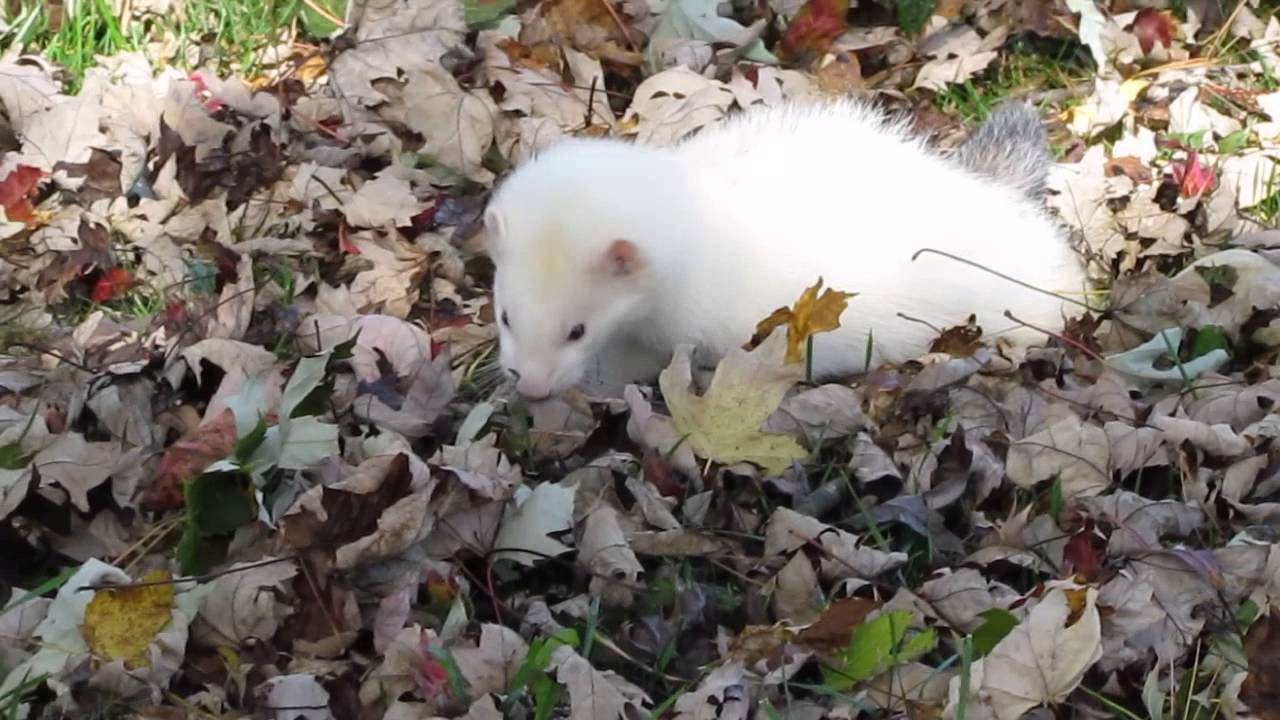Fluffy Ferret and Fall Foliage - YouTube