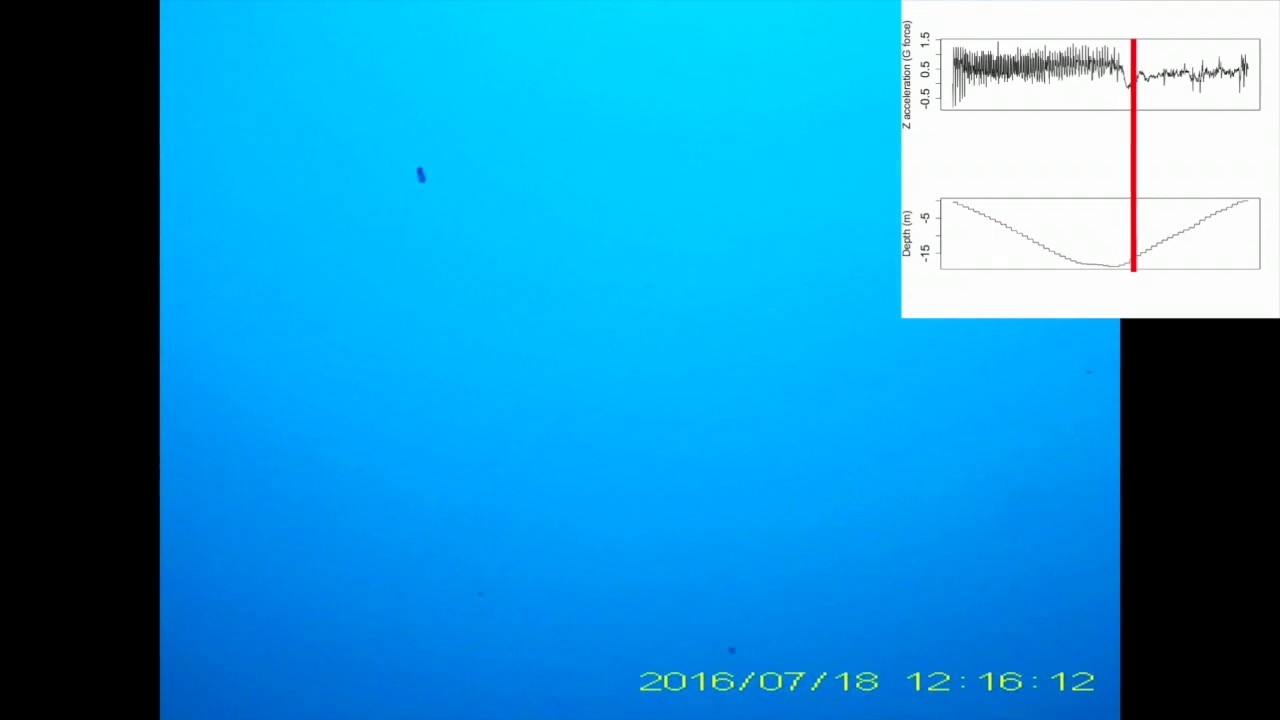 Thick-billed murre diving underwater near Coats Island with camera and ...