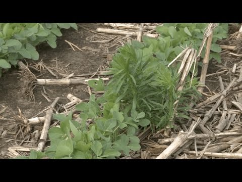 Marestail Control - Greg Kruger - April 14, 2017 - YouTube