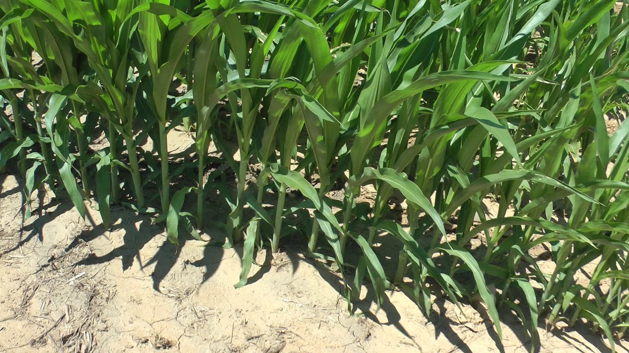 St. Charles County, Missouri corn crop progress and status June 3, 2018 ...