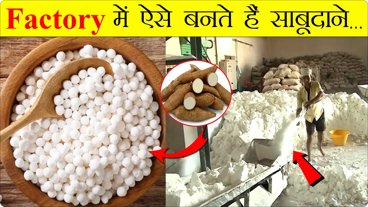 साबूदाना कैसे बनता है? | Sabudana Making Process In Hindi | Sago Making ...