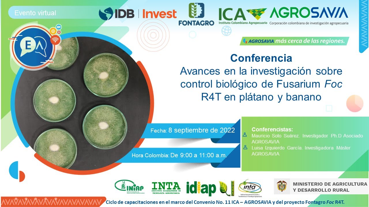 Avances en la investigación sobre control biológico de Fusarium Foc R4T ...
