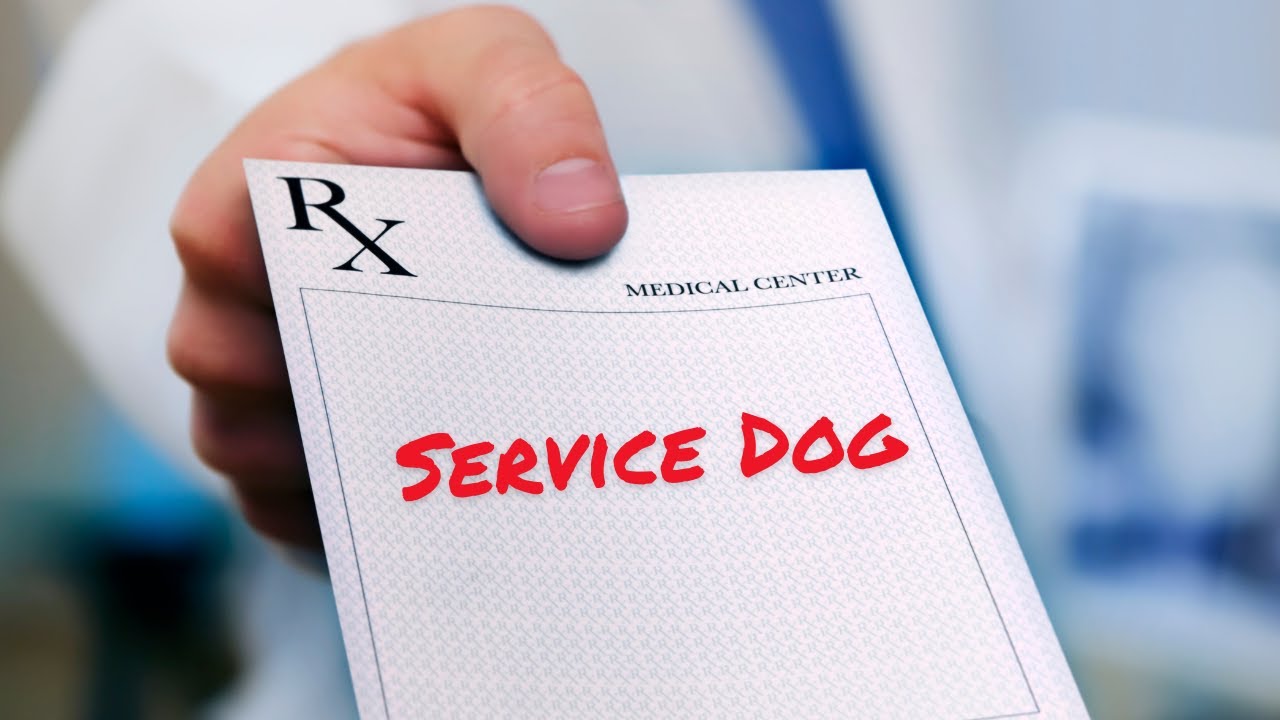 How To Get a Doctor's Note for a Service Dog in Canada - YouTube