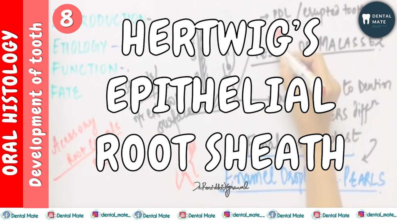 HERS | Hertwig's Epithelial Root Sheath | Dr Paridhi Agrawal - YouTube