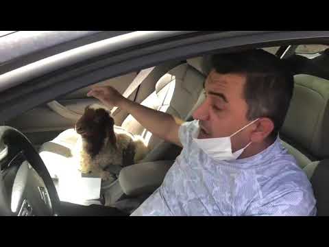 Hellik can yüzünden