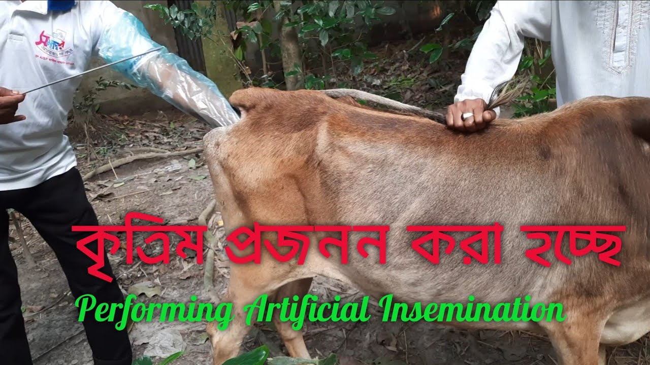 Performing Artificial Insemination(AI) || কৃত্রিম প্রজনন করার কৌশল ...