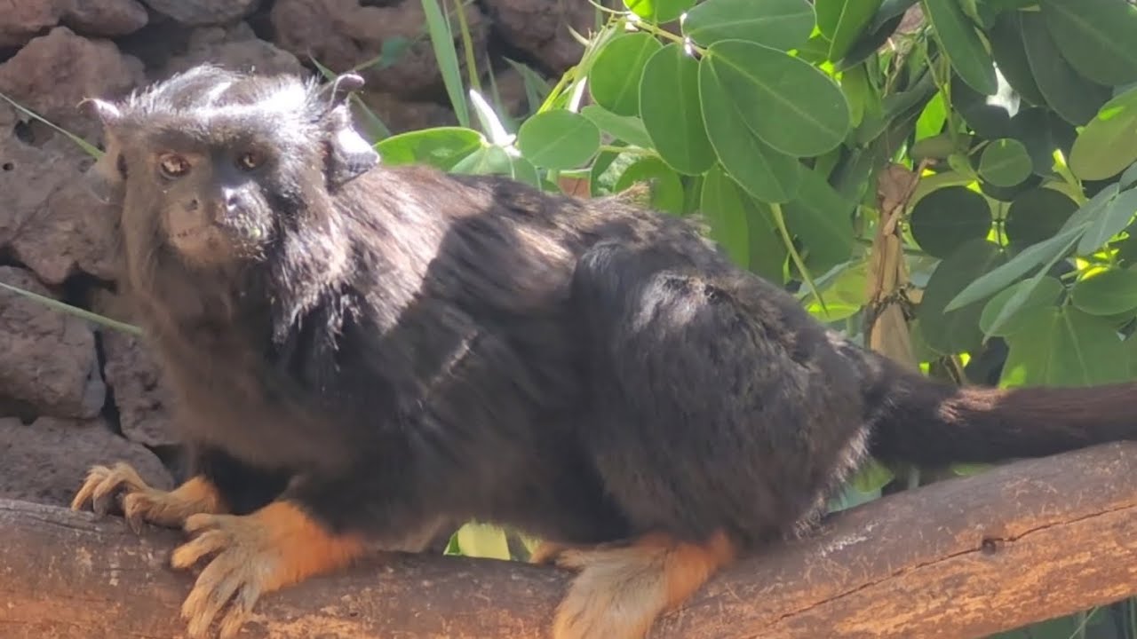 Red-Handed Tamarin - the mysterous Amazonian monkey! - YouTube