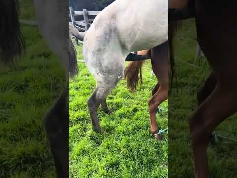 A horse and a horses to match sex with each other.