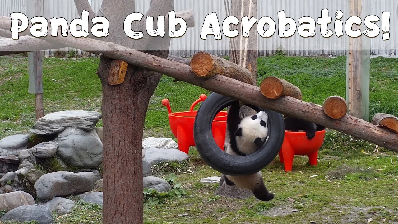 Panda Cub Performs Acrobatics! | iPanda - YouTube