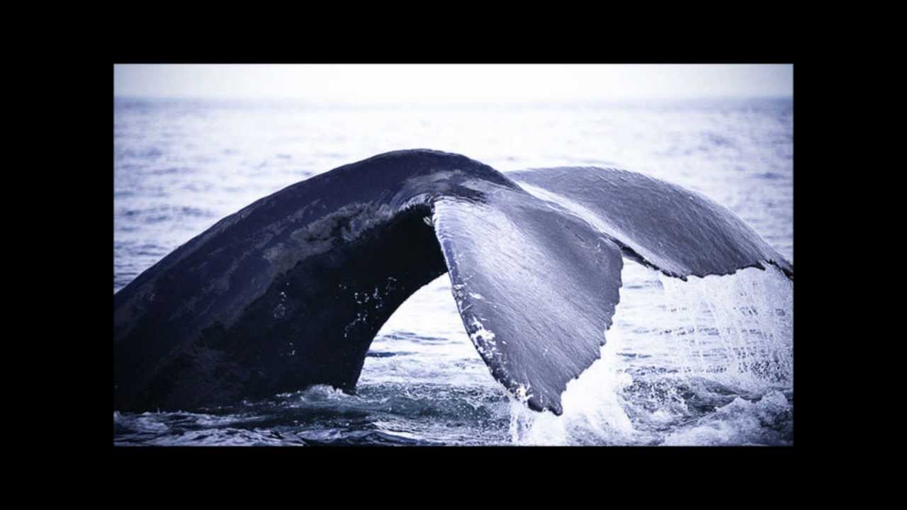 Jarvis Cocker, Marc Riley, and Richard Hawley: In Search of the Holy ...