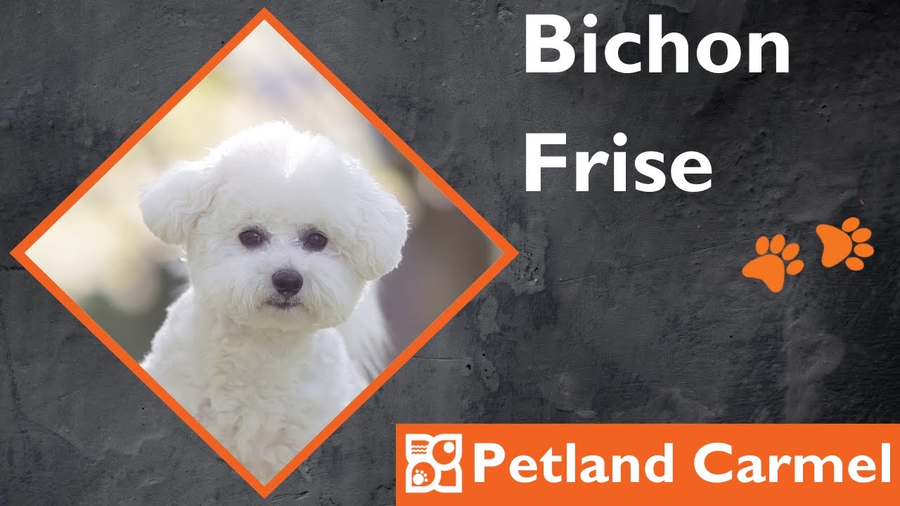 Tail Wagging Wonders: Bichon Frise Breed - YouTube