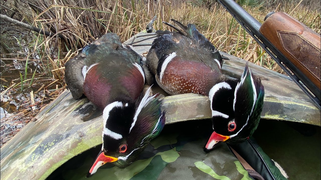 Jump Shooting Wood Ducks on small Creek ( Wood Ducks at 15 YARDS ...