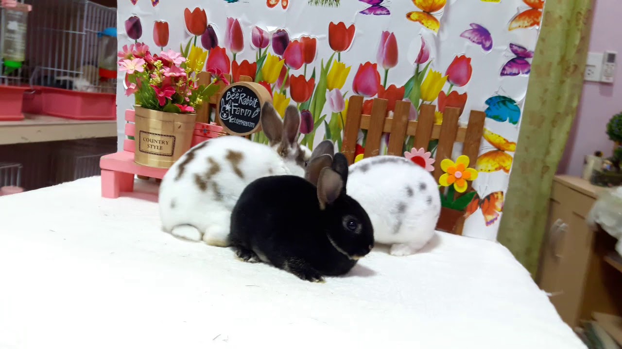 mini rex - YouTube