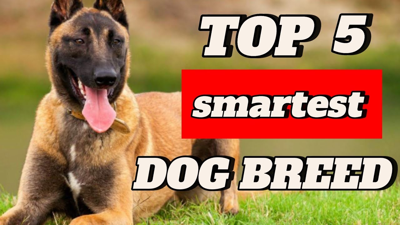 Showcasing the 5 SMARTEST DOG 🐕 BREEDS in the World (You Won’t Believe ...