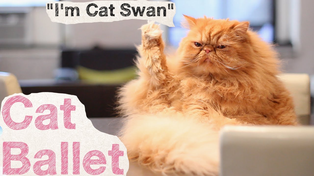 Cat Ballet "Cat Swan" - Conversation Cats #13 - YouTube