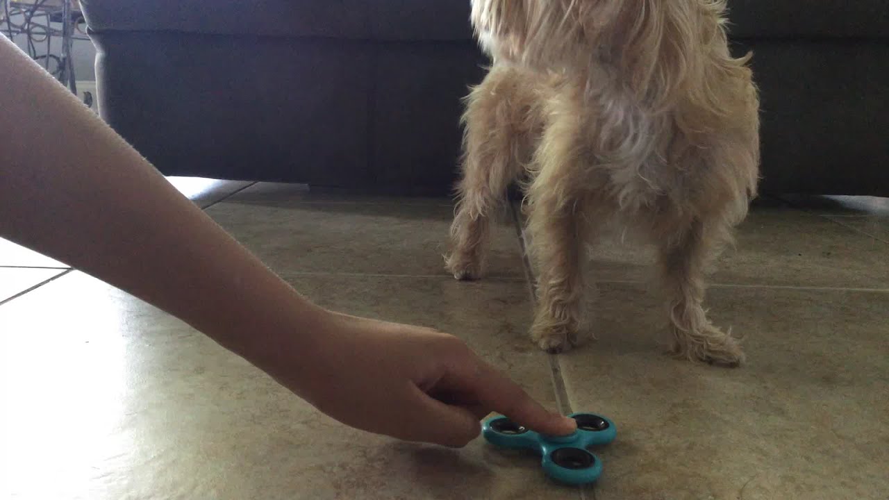Dog with fidget spinner - YouTube