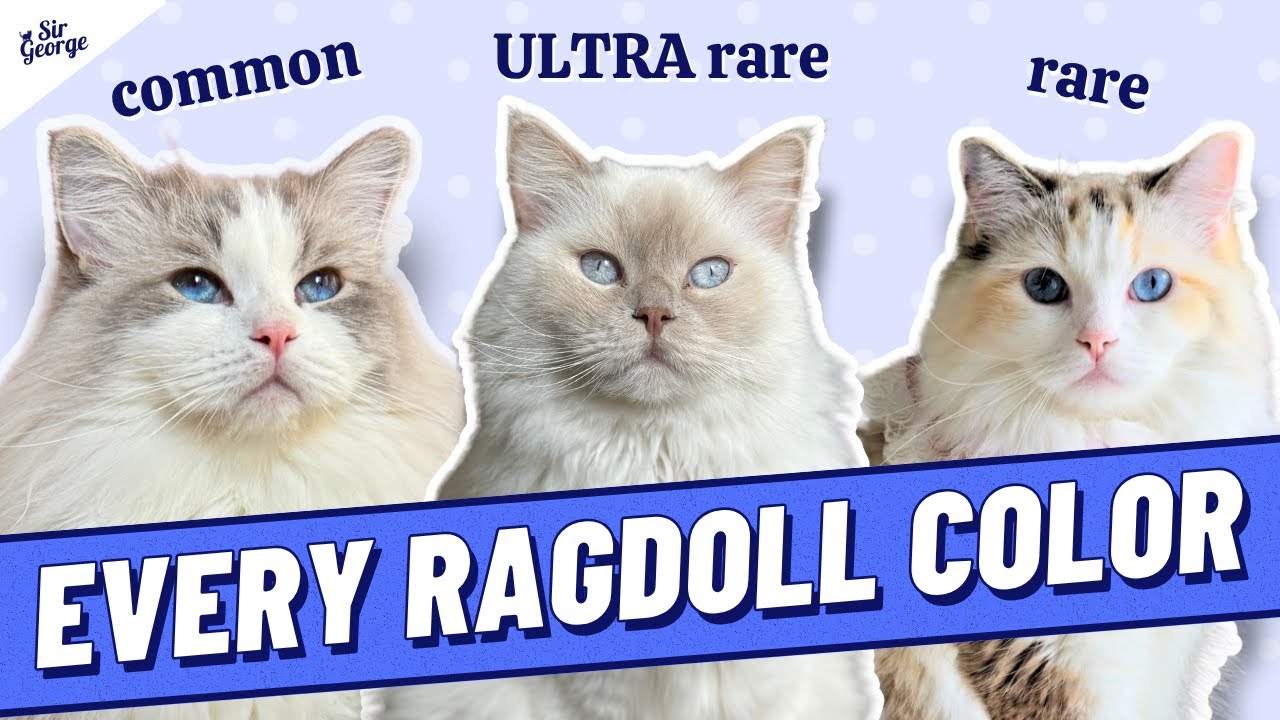 EVERY Ragdoll Cat Color Including the Rarest, Non-Standard Colors - YouTube