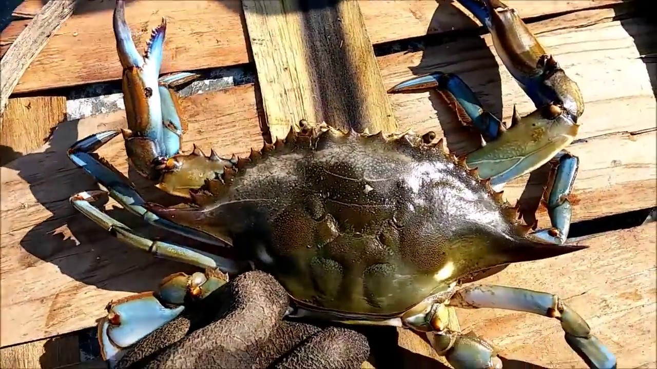 Crabbing - How To Catch - Monster 9.5" - Razor Clams - Trot Line - YouTube