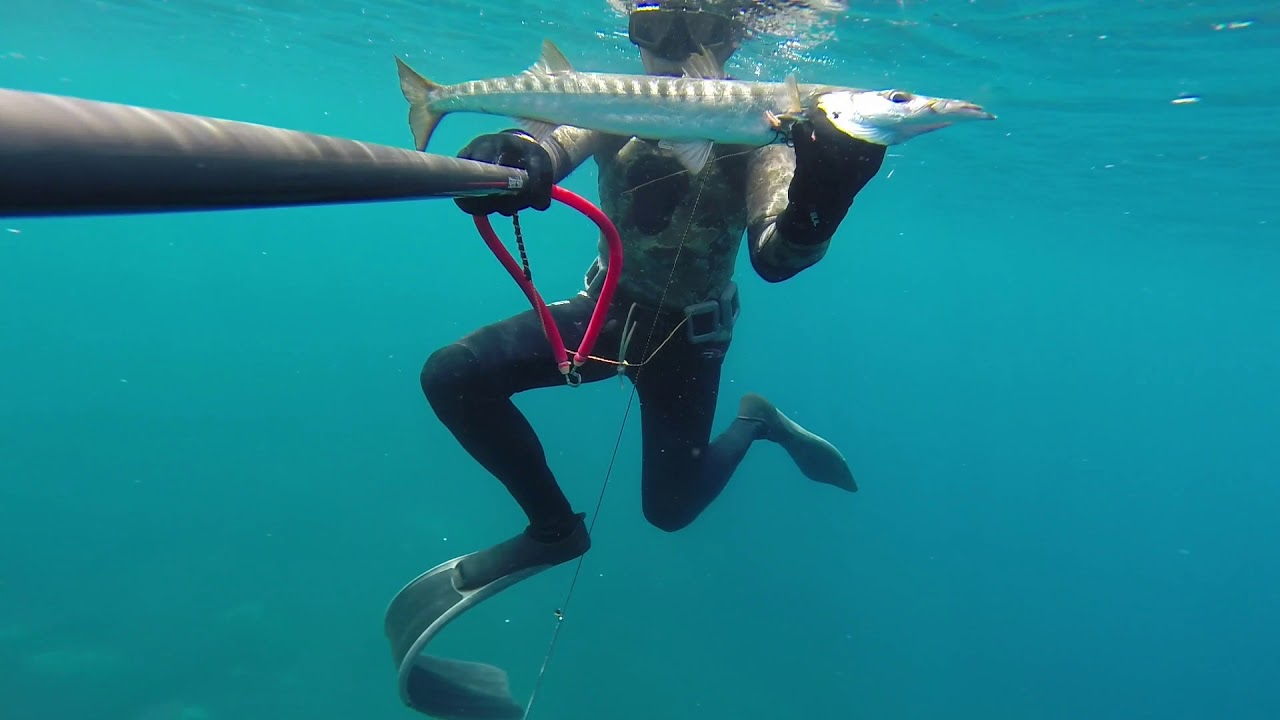 Barracuda catches - YouTube