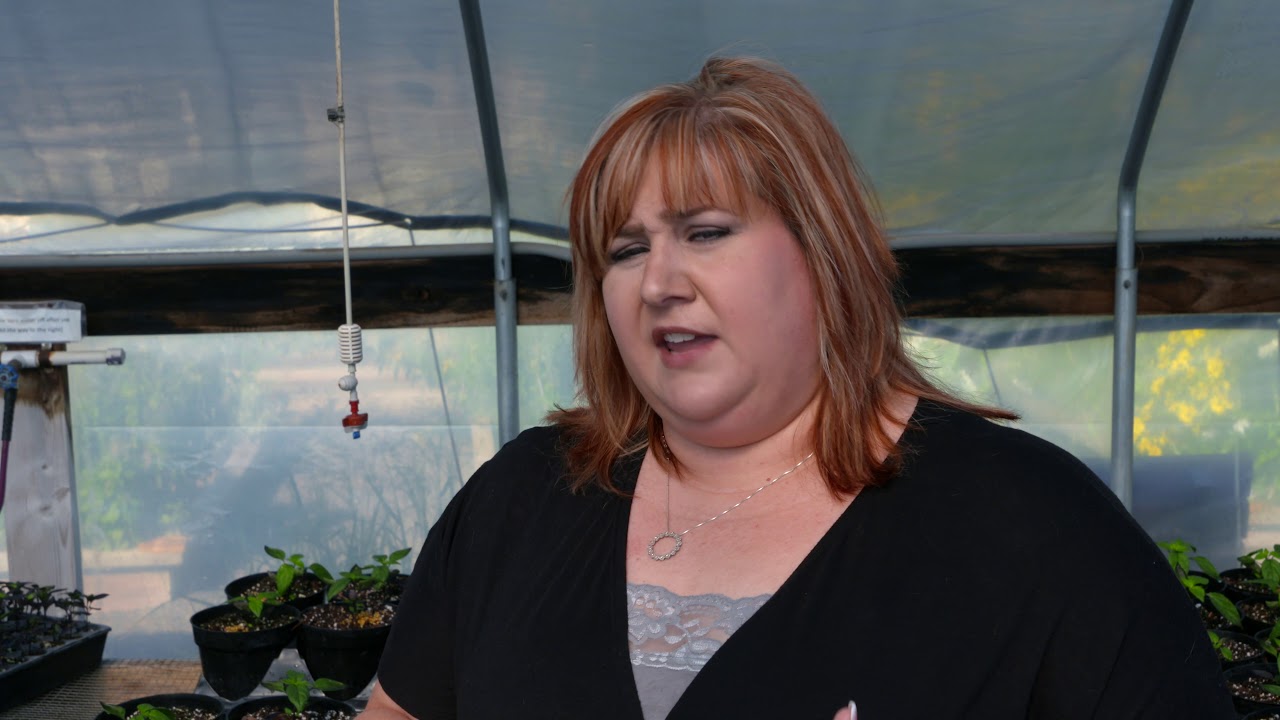 Banker Plants for Control of Greenhouse Pests - YouTube