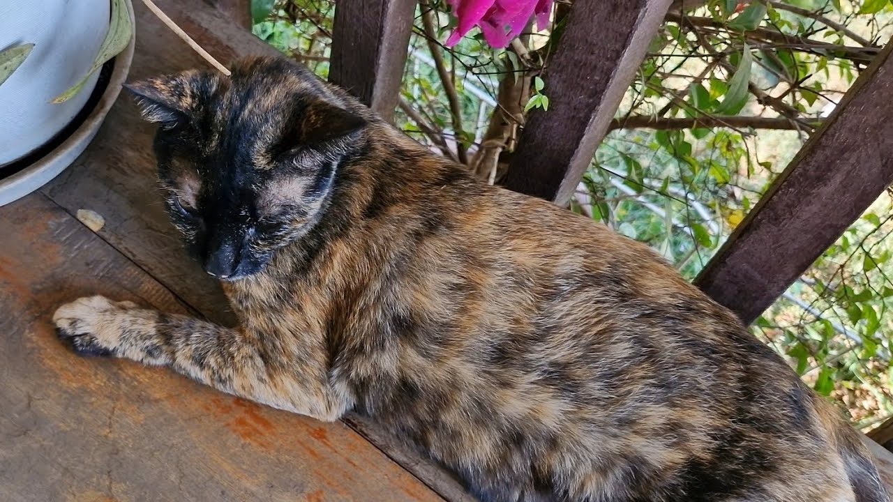 The cat woke up and came to caress me. - YouTube