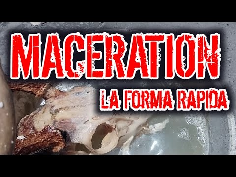 MACERACIÓN - La forma facil de limpiar un craneo #taxidermy - YouTube
