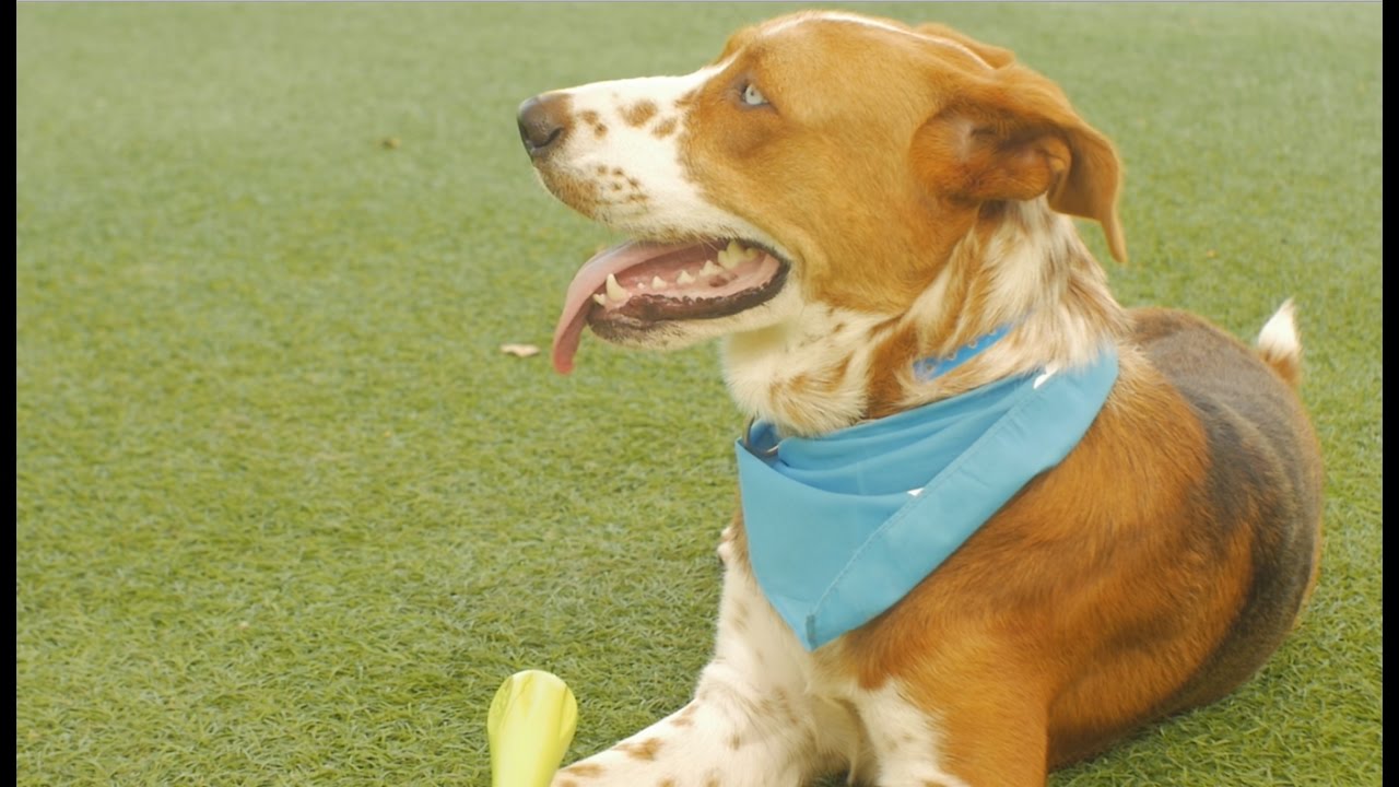 Positively Arizona: Arizona Animal Welfare League & SPCA - YouTube