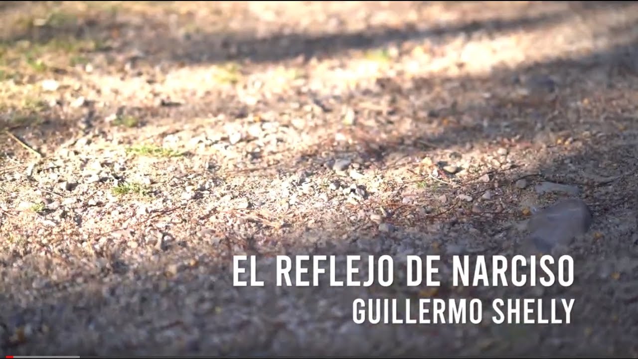 El Reflejo de Narciso - Guillermo Shelly (Vídeo Oficial) - YouTube