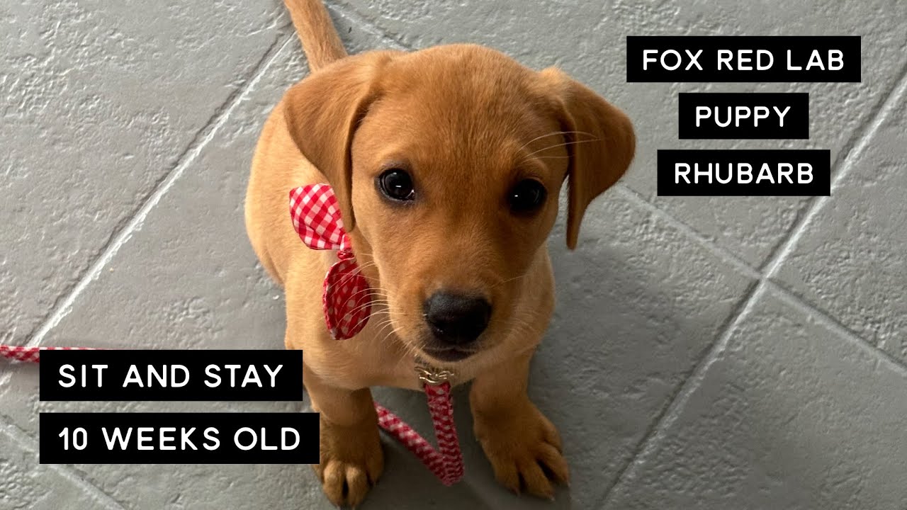 Fox Red Labrador Puppy Training - 10 week sit and stay progress - YouTube