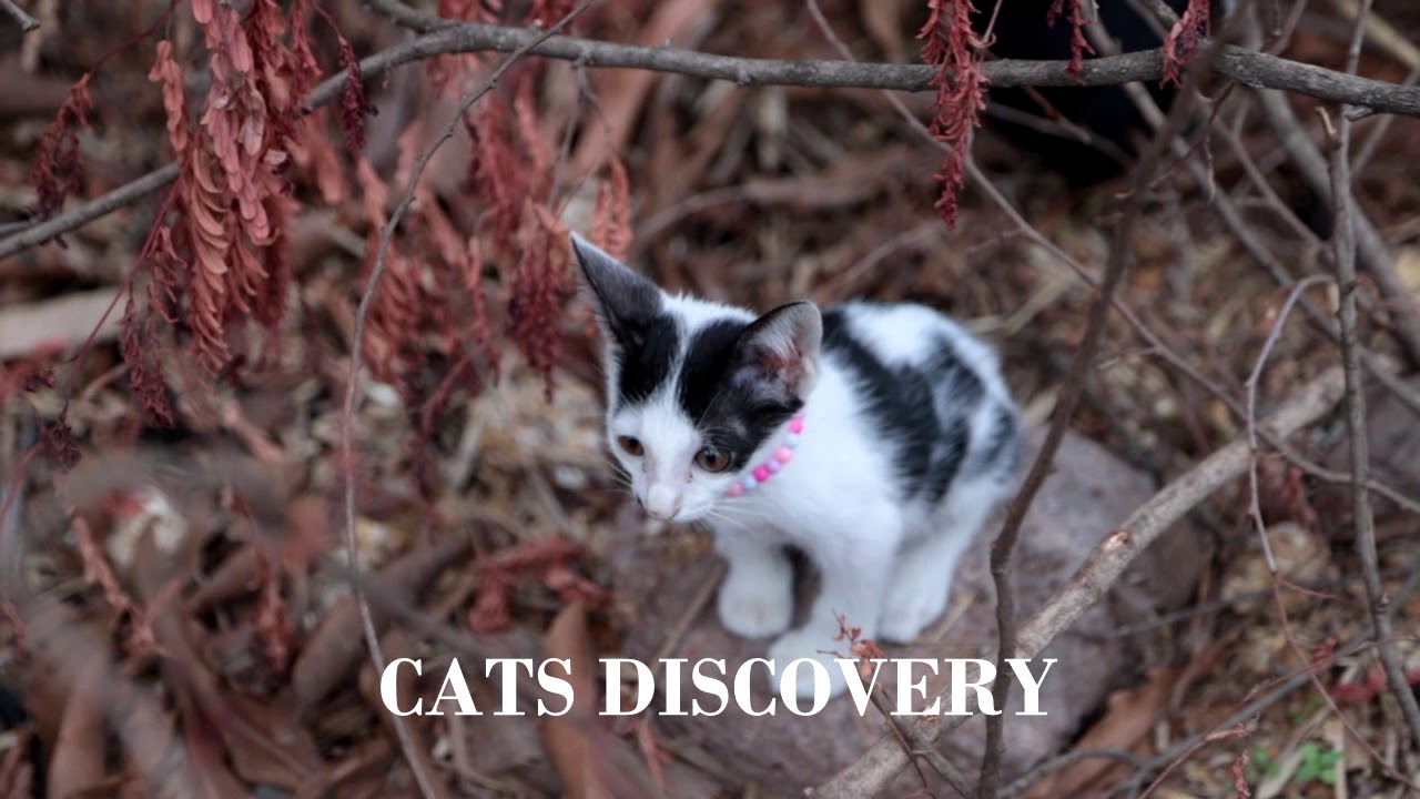 cat discovery (cute cat) - YouTube