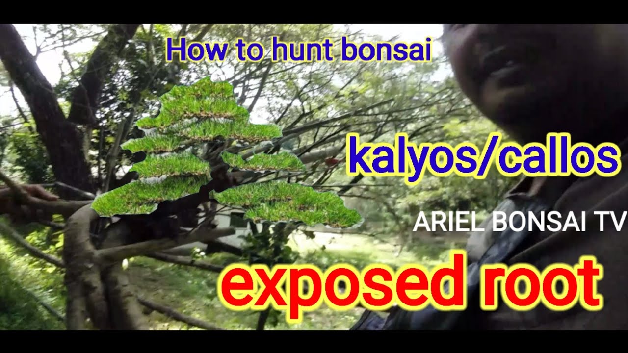 How to hunt bonsai/paano mag hunt ng bonsai - YouTube