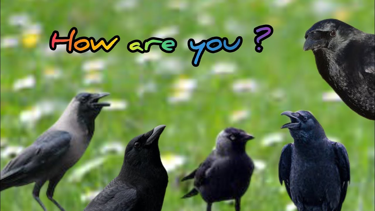 Talking CROW 😲!!! - YouTube