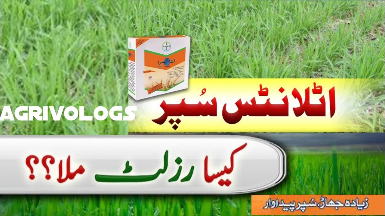 Atlantis super herbicide product by Bayer Pakistan for wheat crop ...