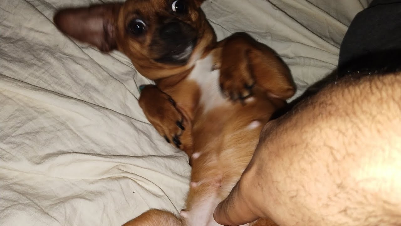 how to scratch your dog's belly - YouTube