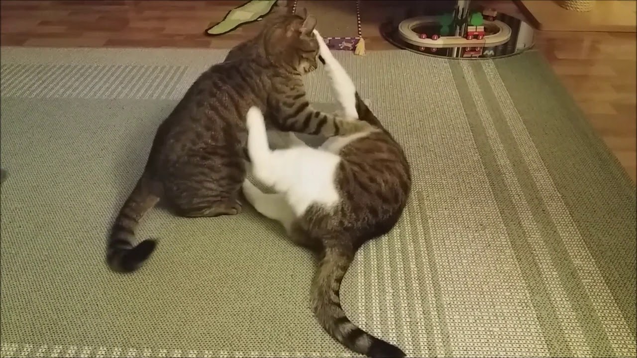 Cat wrestling January 2020 - YouTube