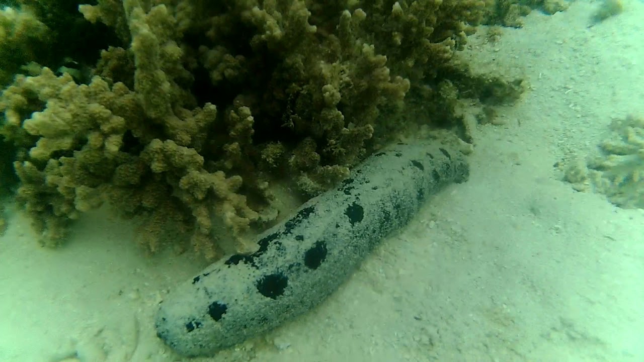 Diving off Winderabandi Point at Ningaloo Station - YouTube