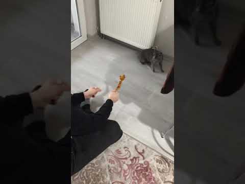 Çıtır yılan’dan korkup kaçıyor #kedi #yılan #korku