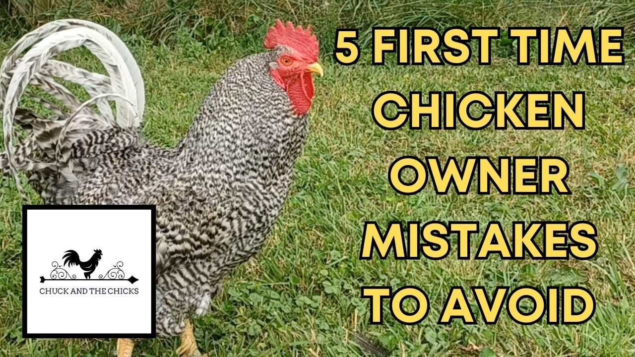 5 First Time Chicken Owner Mistakes To Avoid - YouTube
