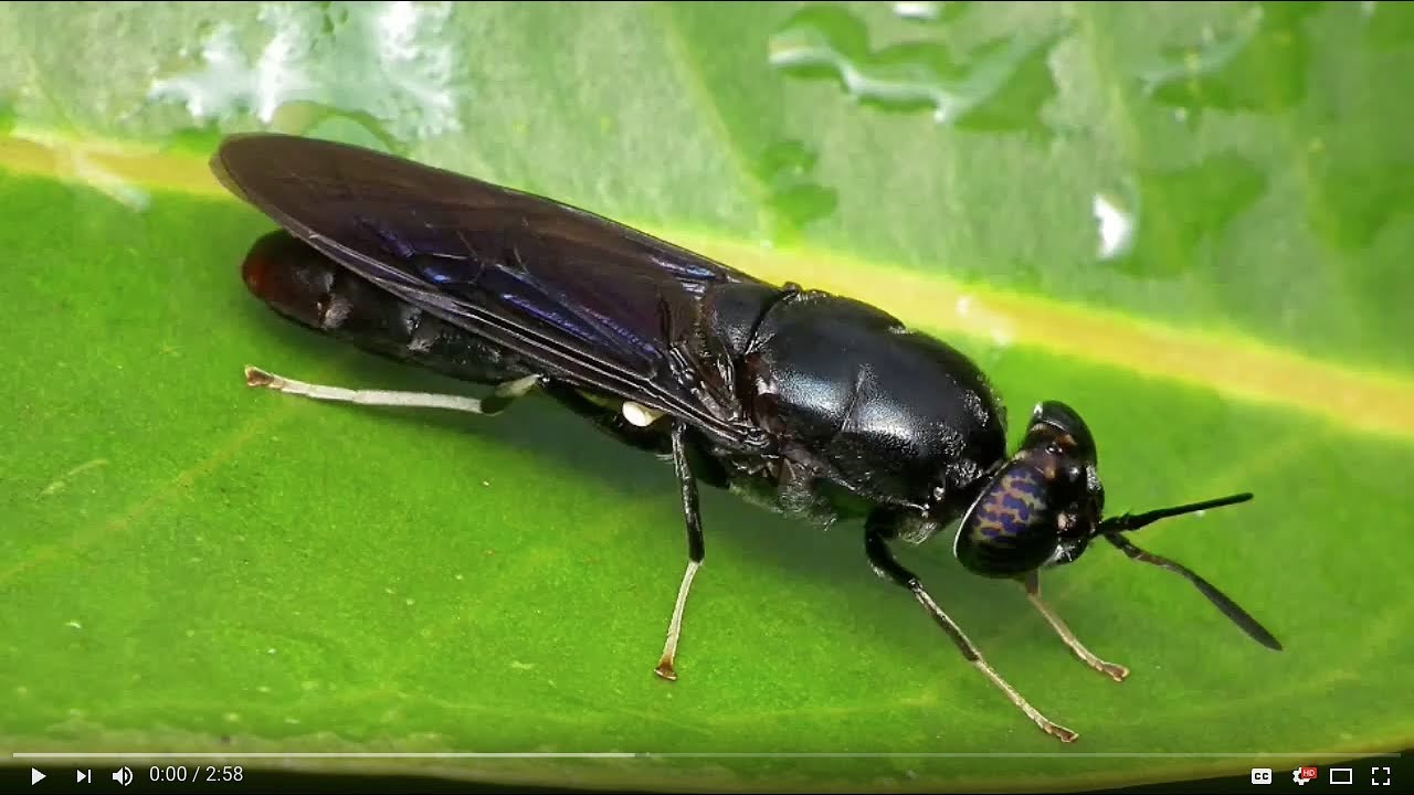 BSFL Composter 1 - YouTube