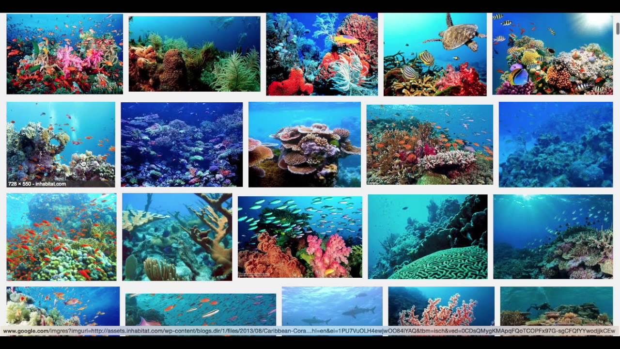 Scratch Aquarium 3 - Custom Backdrops Advanced - YouTube