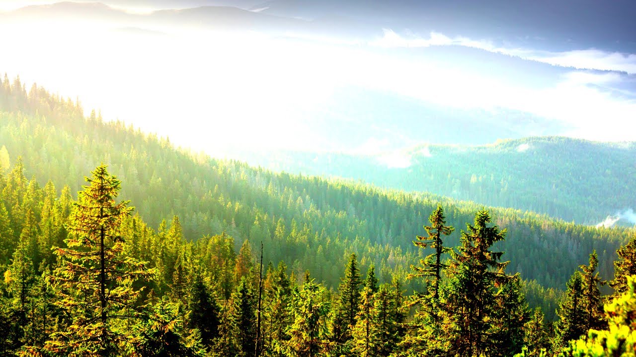 Mountain Pine Wind Sounds For Sleep | Calm Your Racing Thoughts | Get ...