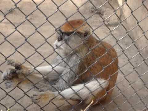 Chango mamon mascando chicle!!! - YouTube