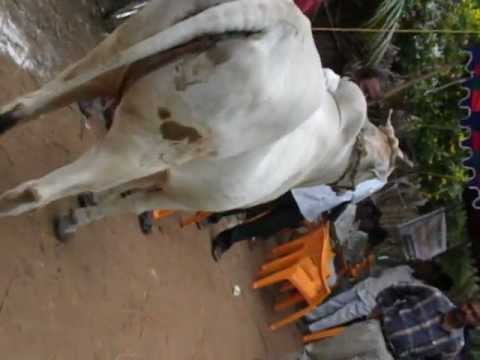 cow with cystic ovaries- symptoms - YouTube