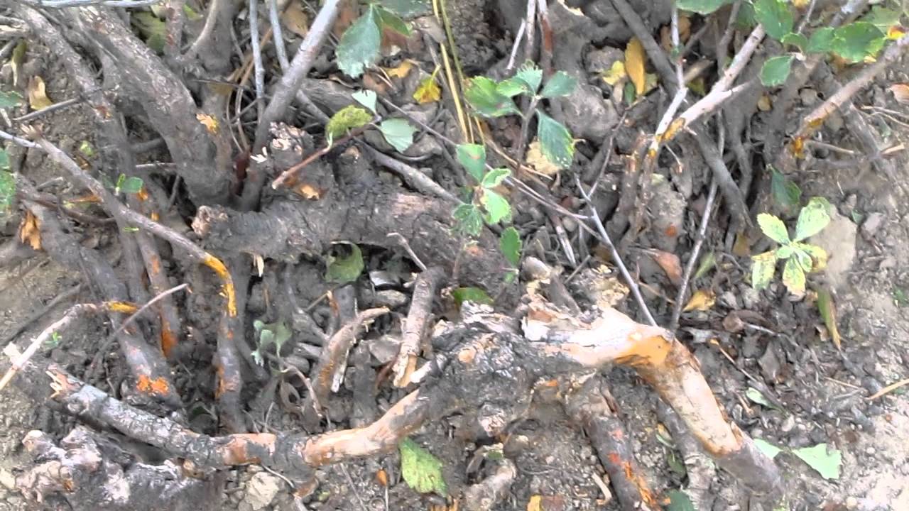 Mountain bike trail damage 2 - YouTube