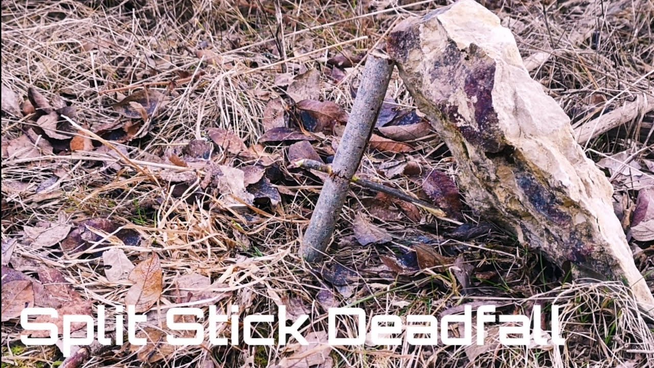 Traps - level: Novice. Split Stick Deadfall - YouTube