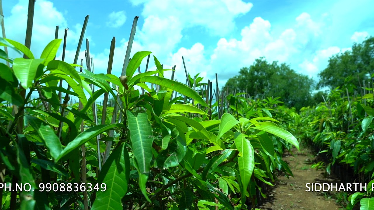 Mango Nursery QT - YouTube