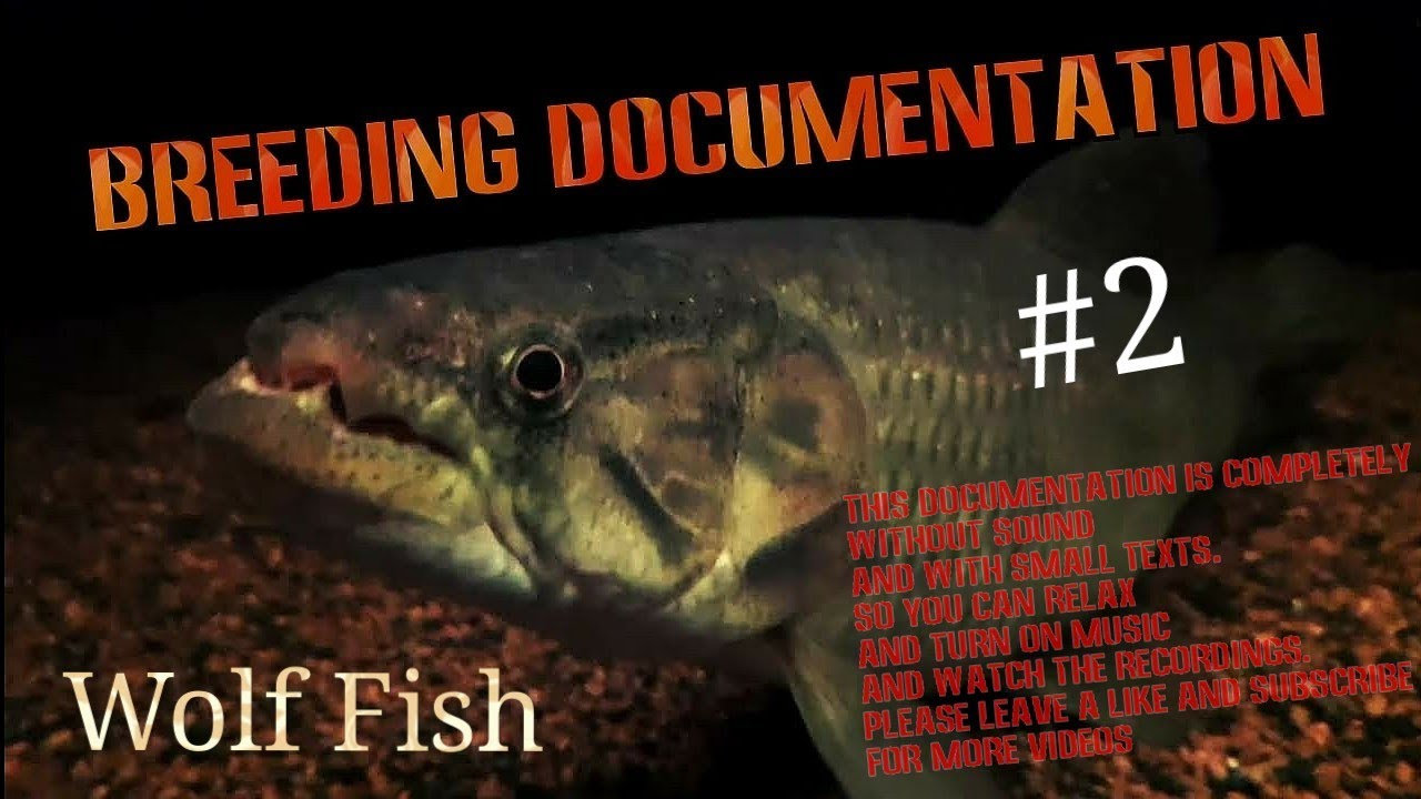 # Watch the Amazing Mating Behavior of the Wolf Fish! - YouTube