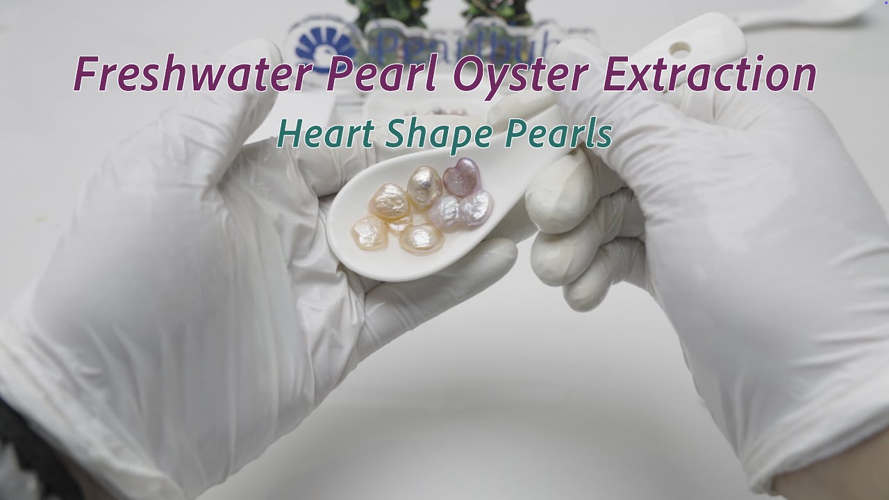 ASMR Real Pearl Oyster Extraction Freshwater Pearl, Heart Shape Pearls ...